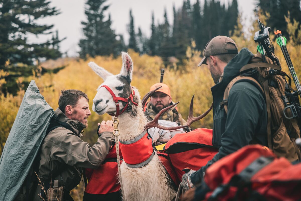 Home | MTN 2 MTN Backcountry Pack Llamas